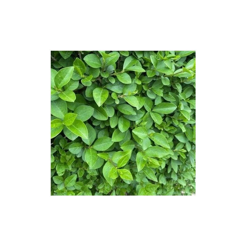 Ligustrum Ovalifolium - Privet - Bare Root Hedging 60-80cm - Pack of 24