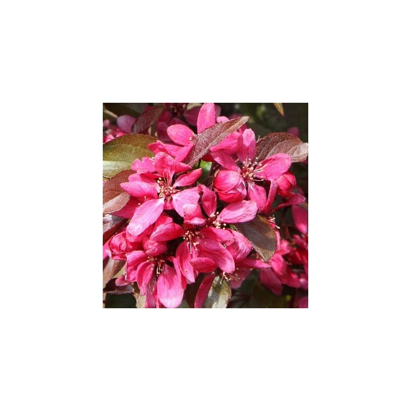 Crabapple Tree - Malus Profusion Improved
