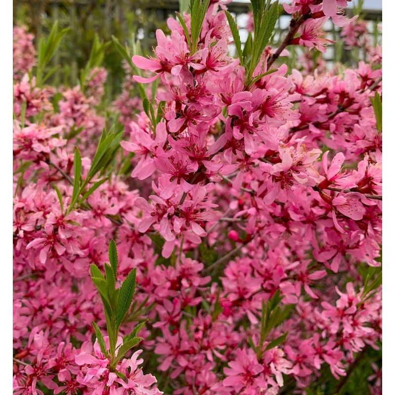 Prunus Comet - Compact Cherry Almond Shrub