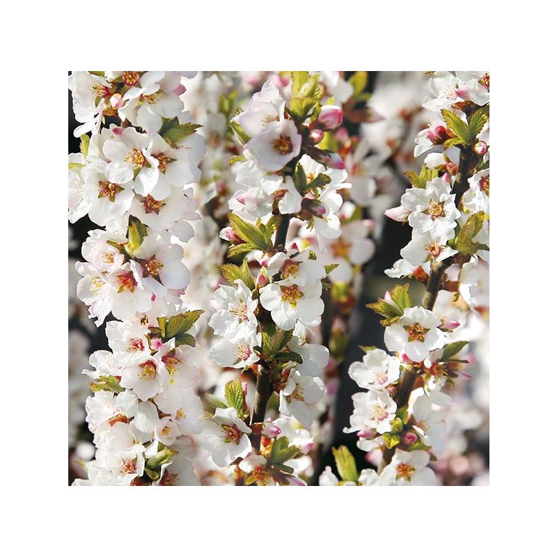 Prunus tomentosa - Manchu Cherry in Bud