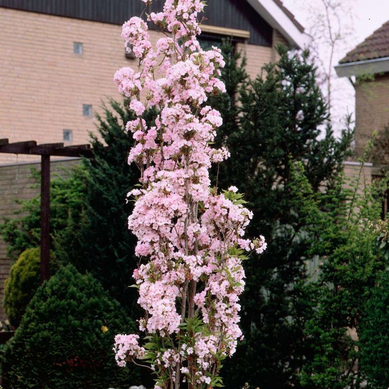 Japanese Amanogawa Flagpole Flowering Cherry Tree - Prunus amanagawa In ...