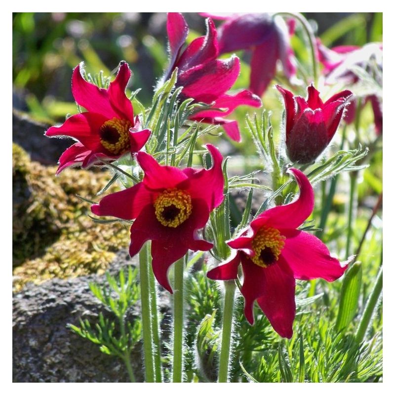 Pulsatilla vulgaris Rubra - Red Pasque Flower