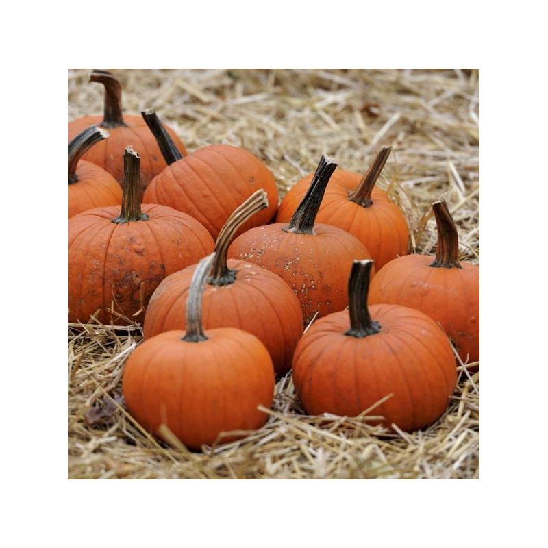 Pumpkin Plant Baby Bear