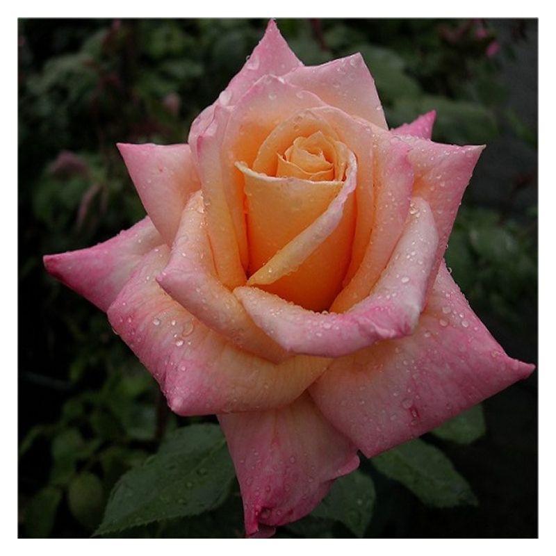 Rose Pure Delight - Bush Rose