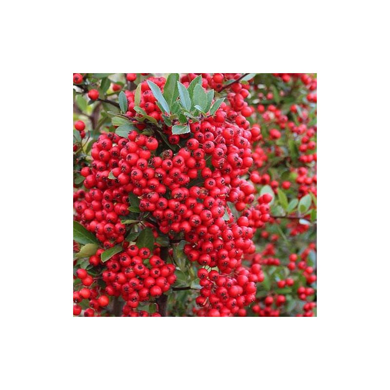 Pyracantha coccinea - Red Column - Firethorn