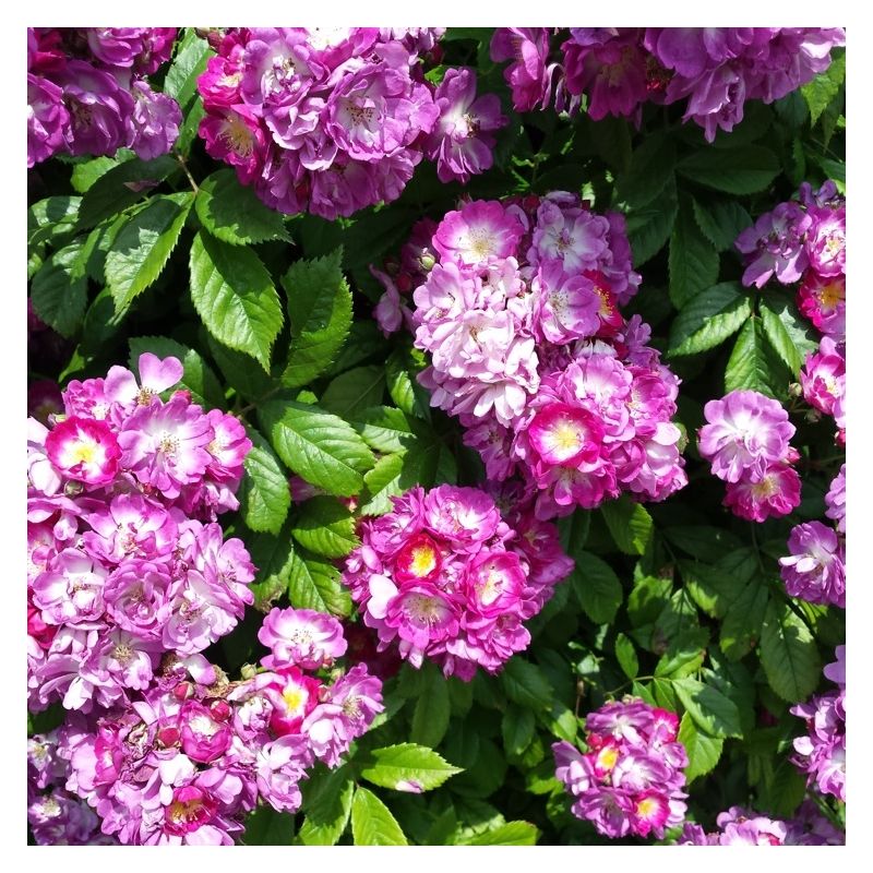 Rose 'Perennial Blue' - Climbing Rose