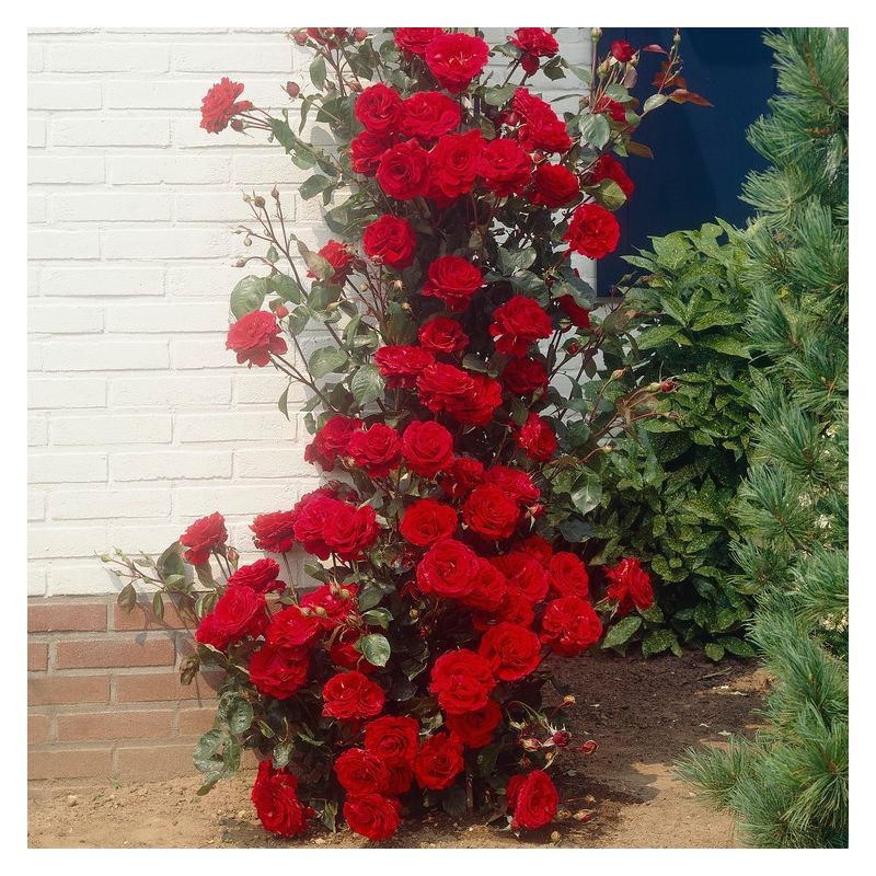 Large 5-6ft Specimen - Climbing Red Rose - Musimara