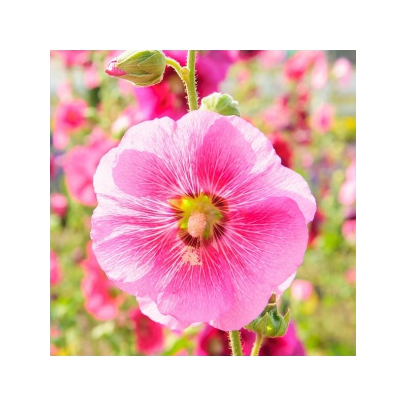 Alcea Radiant Rose - Hollyhock