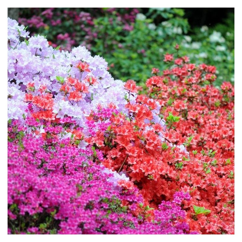 Rainbow Azalea japonica Collection - Evergreen Japanese Azaleas - Pack ...