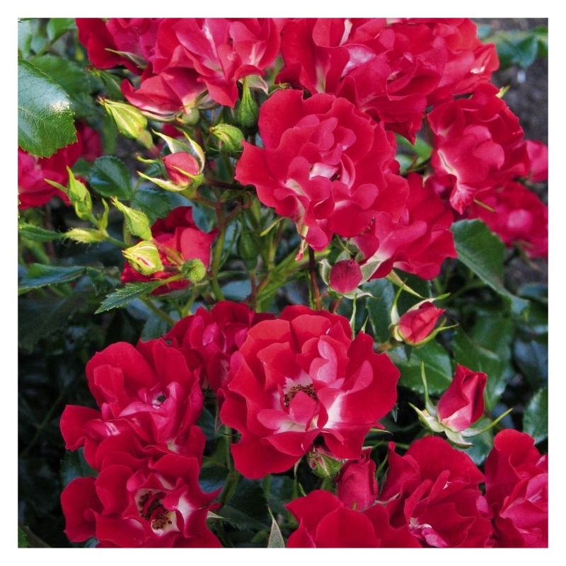 Large 5-6ft Specimen Climbing Rose- Rose Rambling Rosie - Courtyard Climber
