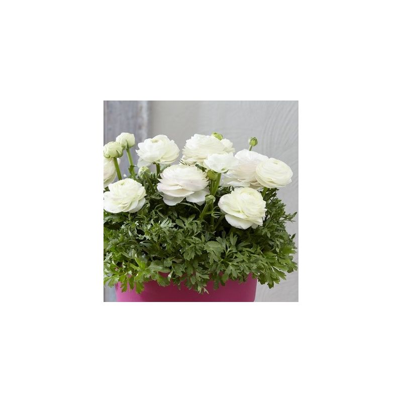 Ranunculus White in Bud & Bloom