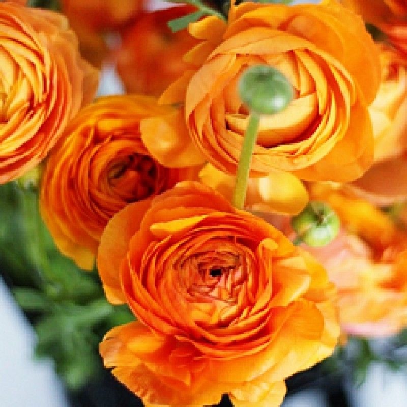 Ranunculus Orange in Bud & Bloom
