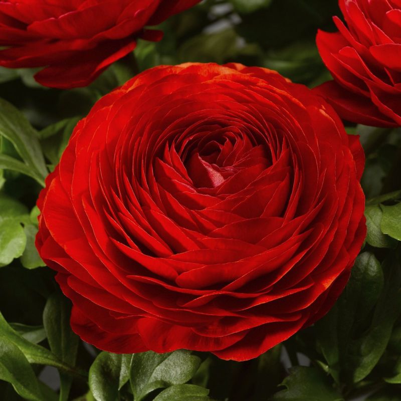Ranunculus Red in Bud & Bloom