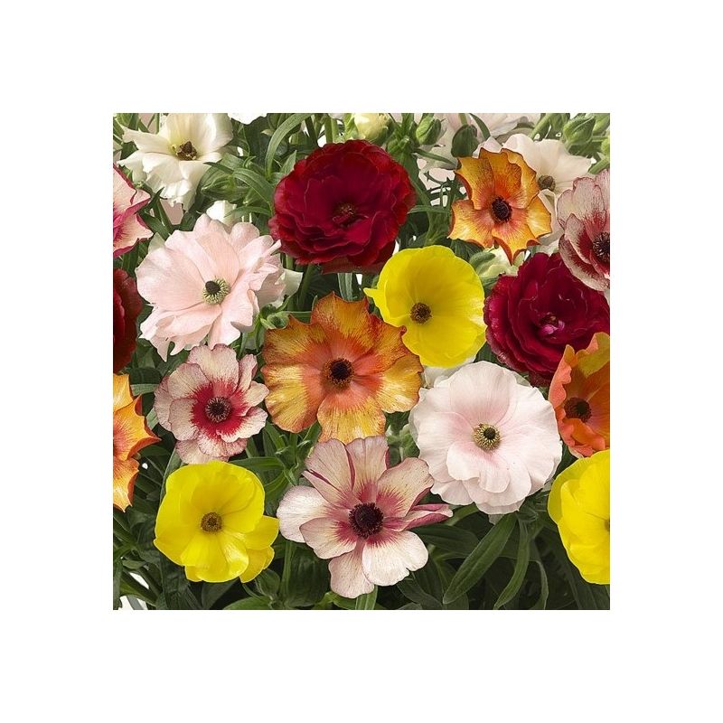 Ranunculus Butterfly Series - Pack of FIVE Plants