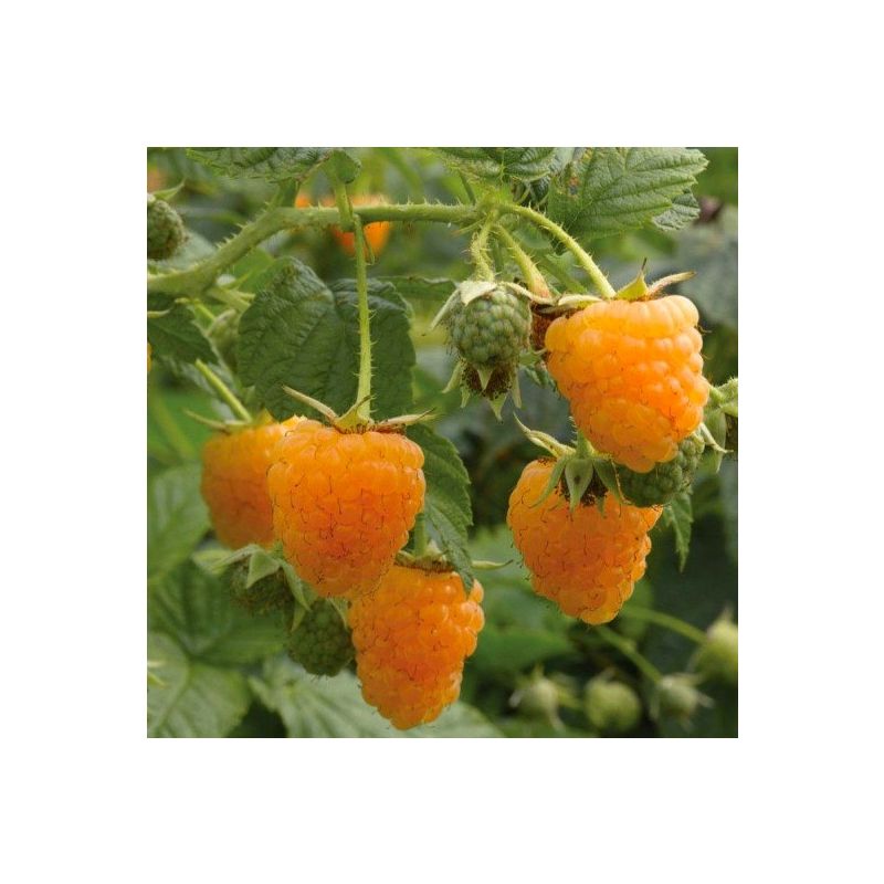 Raspberry ALL GOLD - Rubus idaeus All Gold