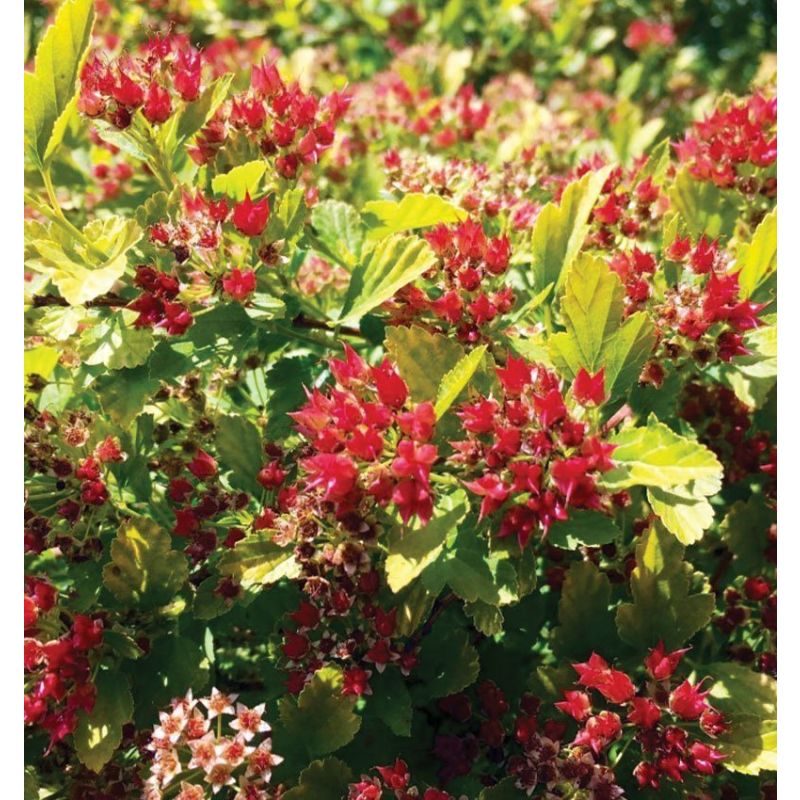 Physocarpus opulifolius Magical Raspberry Limonade