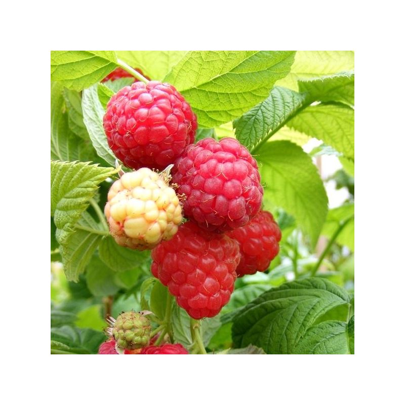 Raspberry CASCADE DELIGHT - Rubus Cascade Delight - LARGE PLANT
