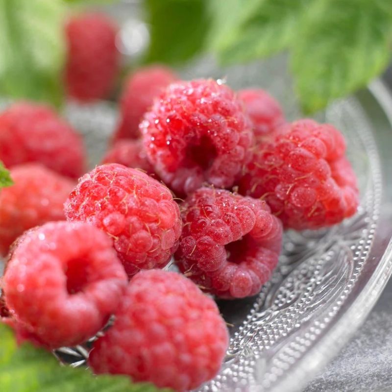 Raspberry Malling Juno - Rubus Malling Juno - Pack of FIVE Canes