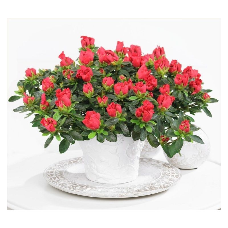 Beautiful Christmas RED Azalea in Classic White Pot bursting in to ...