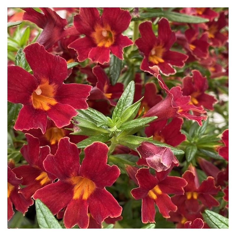 Mimulus Monkey Flower Red