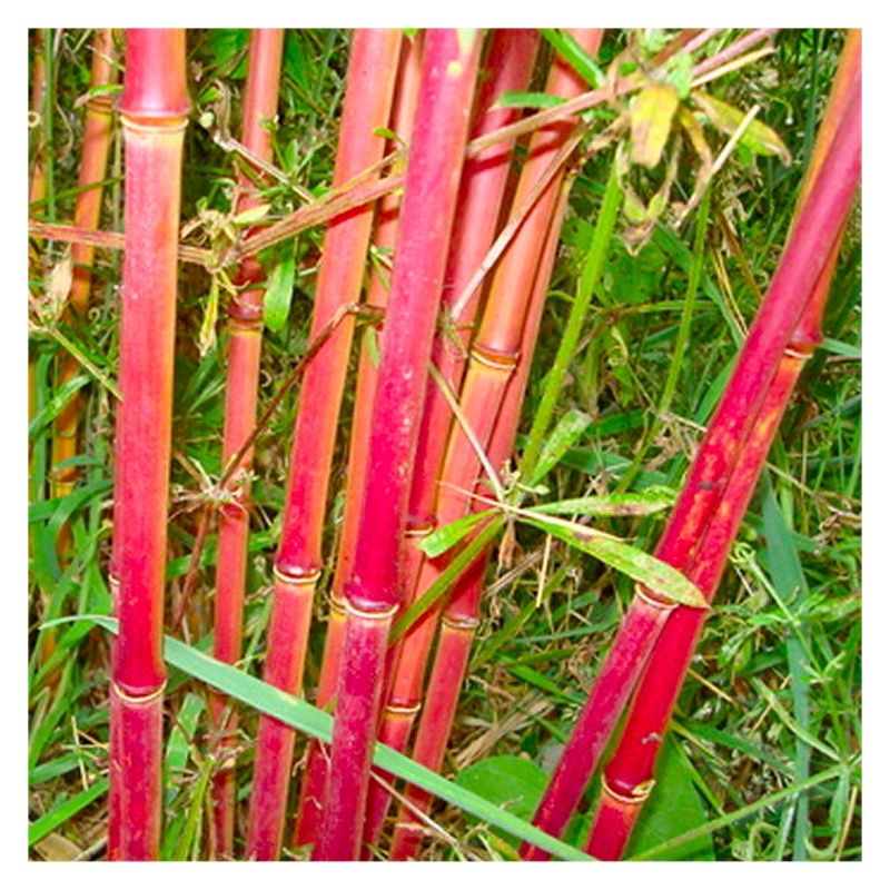 Bamboo RED PANDA - Red Stem Umbrella Bamboo