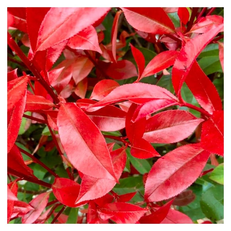 Photinia x fraseri - 'Red Robin' Tree - Circa 2m Tall