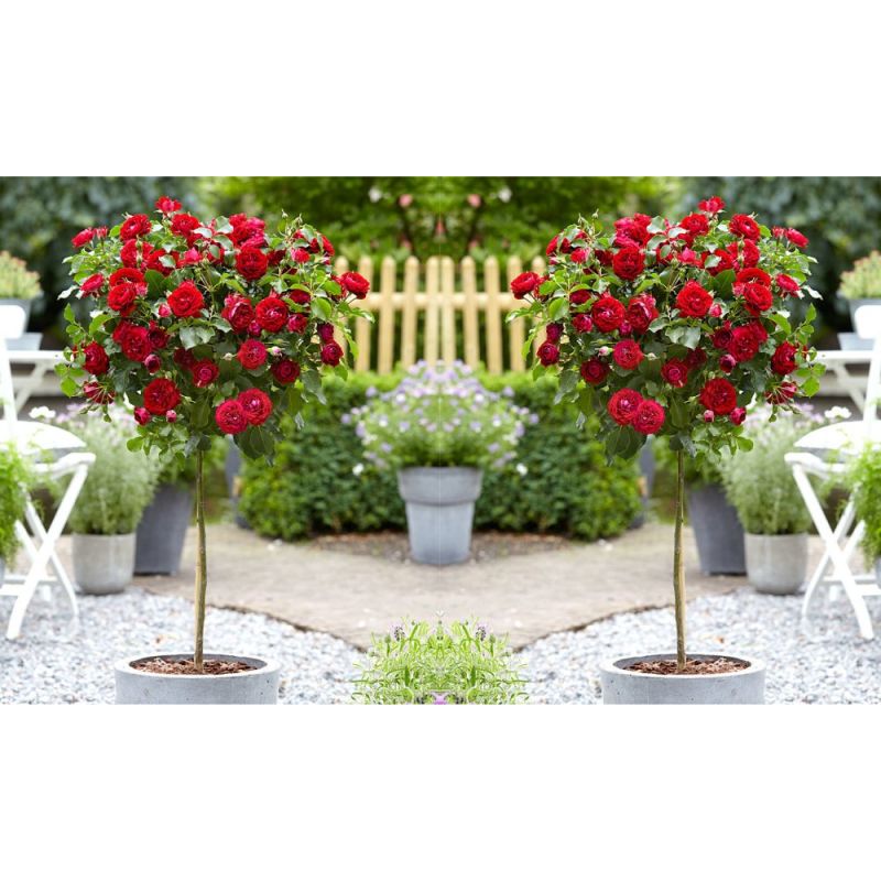 Pair of Standard Red Flowering Patio Rose Trees