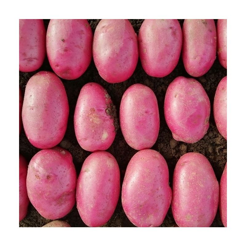 Caledonian Rose - Main Crop Seed Potatoes - Pack of 10