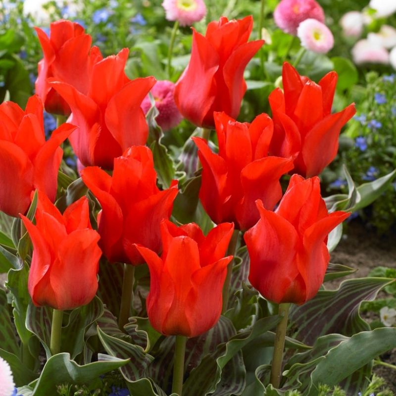 Tulip Red Riding Hood - Pack of 25 Bulbs