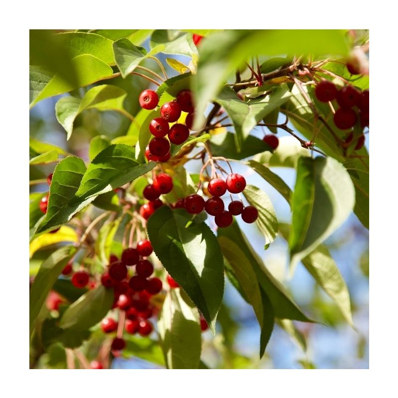 Crabapple Tree - Malus Red Sentinel - 160cm