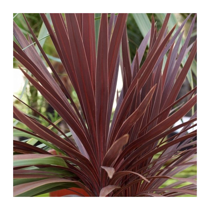 Patio Palm - Purple-Red Star Class Tower Cordylines - Circa 60cm ...