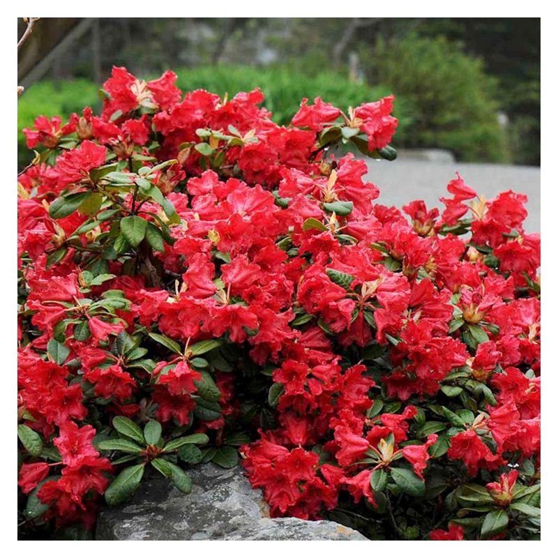 Rhododendron Scarlet Wonder - Dwarf Evergreen Rhododendron