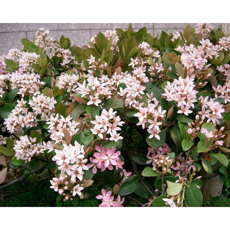 Rhaphiolepis Umbellata