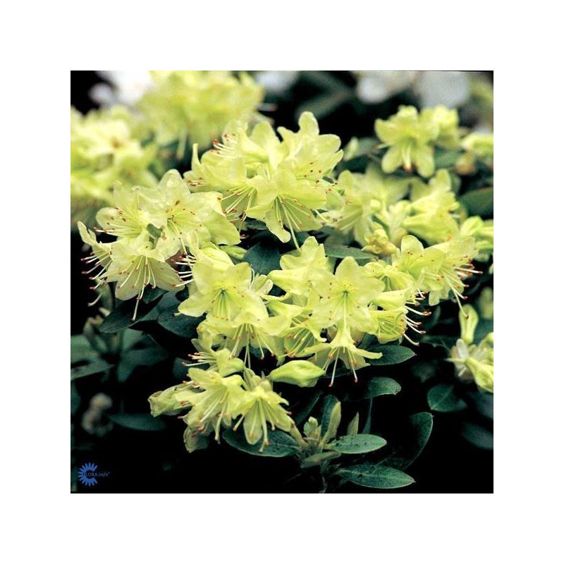 Rhododendron 'Shamrock'