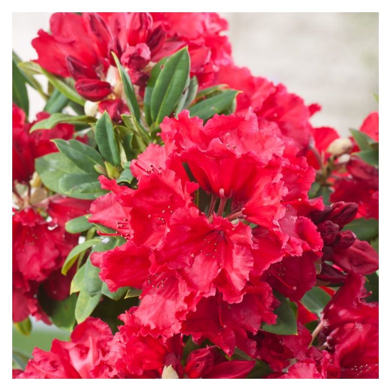 Rhododendron Extra Large Red Jack Specimen Tree