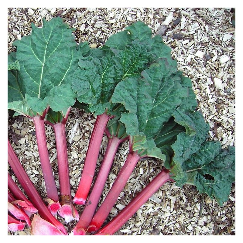 Rhubarb Red Champagne - Rheum rhabarbarum