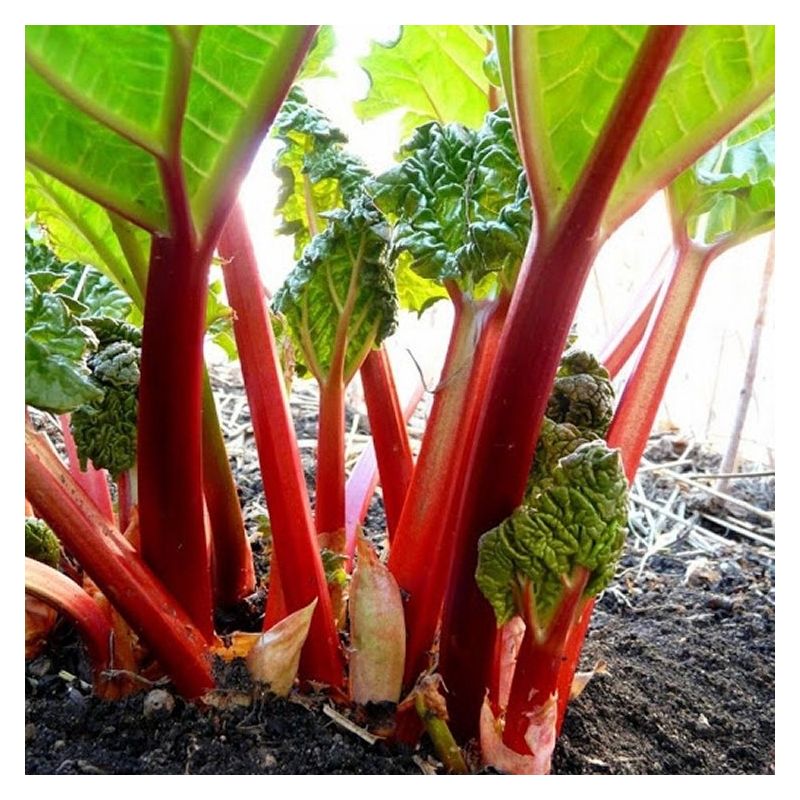 Rhubarb Victoria - Rheum rhabarbarum