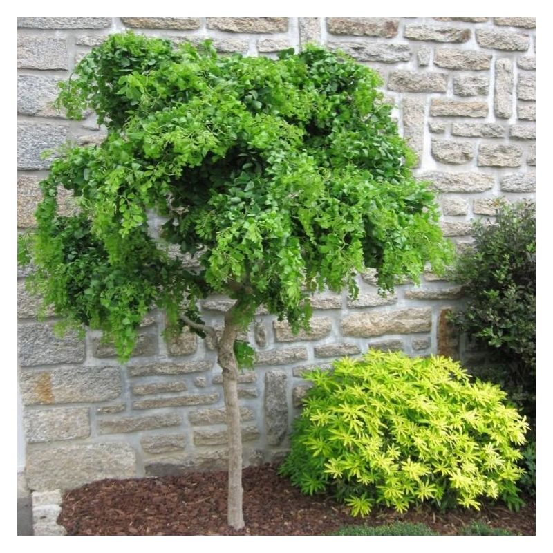 Baby Willow Acacia Trees Robinia Pseudoacacia 'Lace Lady' TWISTY BABY