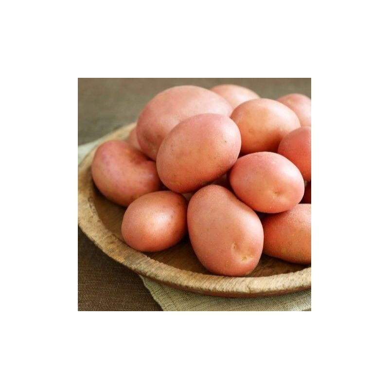 Rooster - Seed Potatoes - Pack of 10