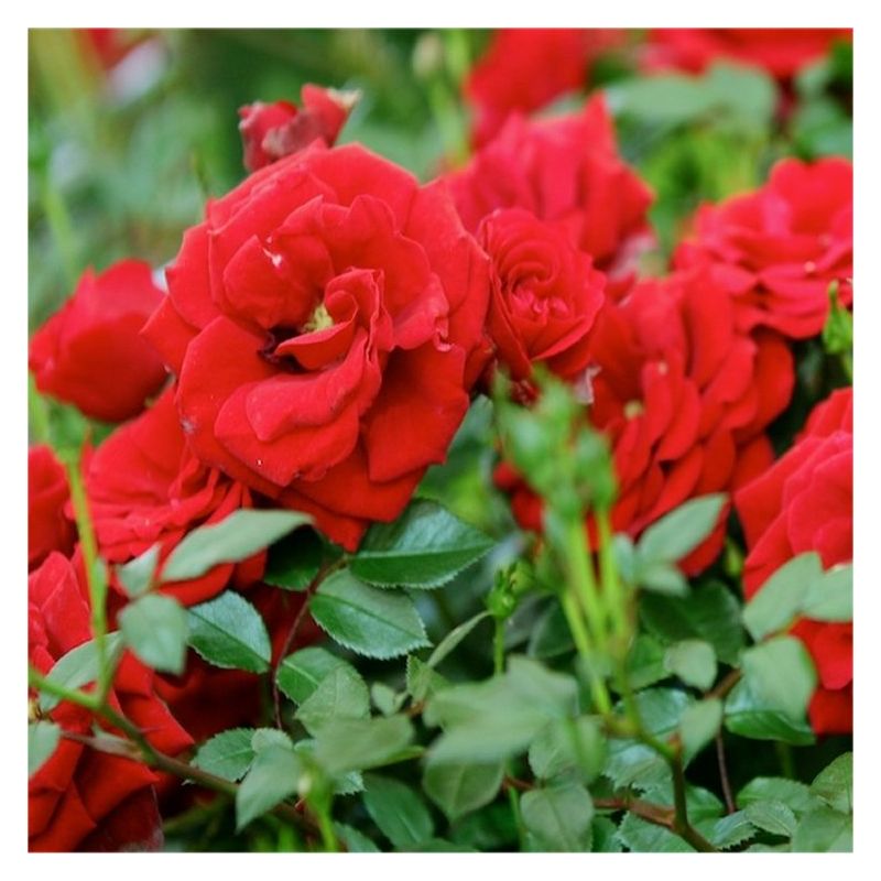 Rose Moment in Time - Patio Bush Rose