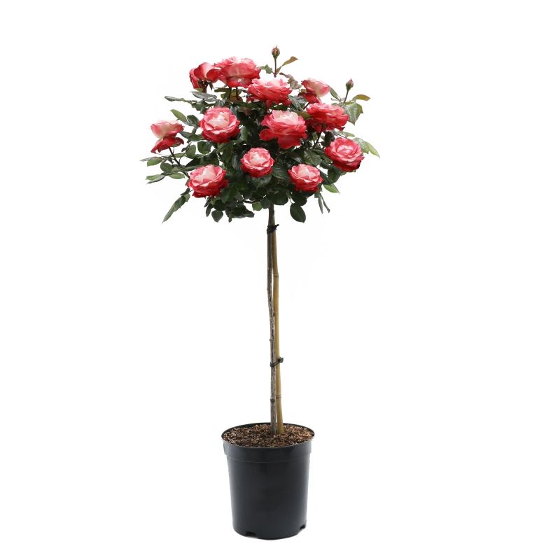 Large Bicolour Standard Rose Tree 'Hippy' - circa 130-150cms tall