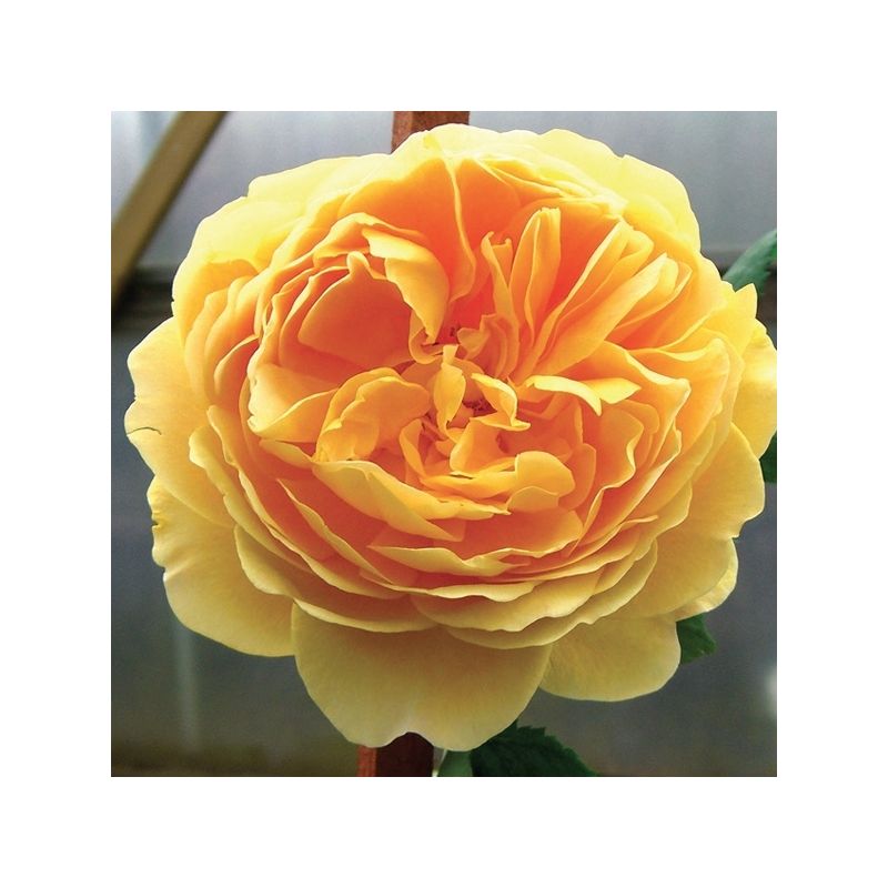 Large 6-7ft Specimen Climbing Rose - Goldener Olymp - Courtyard Climber