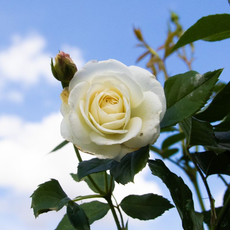 Rose Climbing Iceburg - Climbing Rose