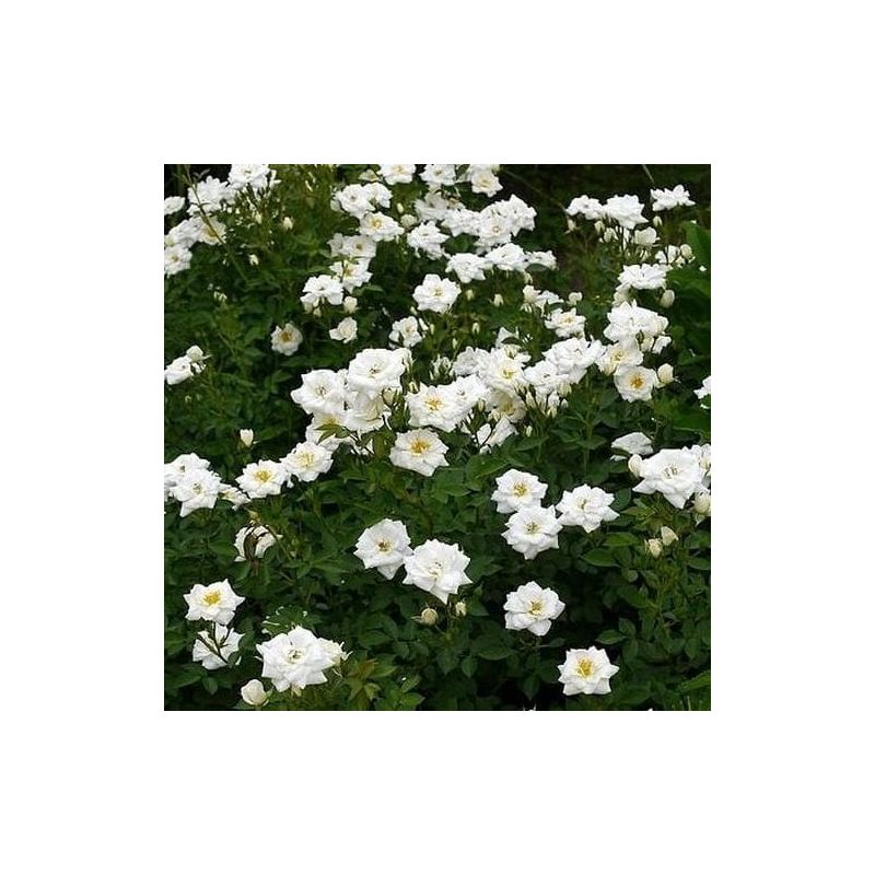 Rosa Kent - Groundcover Rose