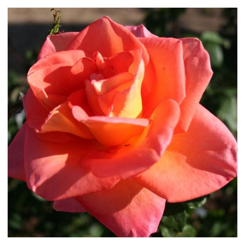 Rose Ambasador - Hybrid Tea
