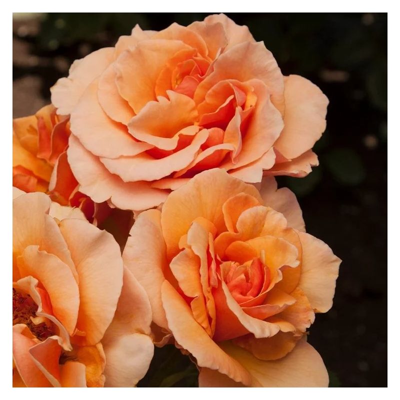 Rose Brandy - Hybrid Tea Rose