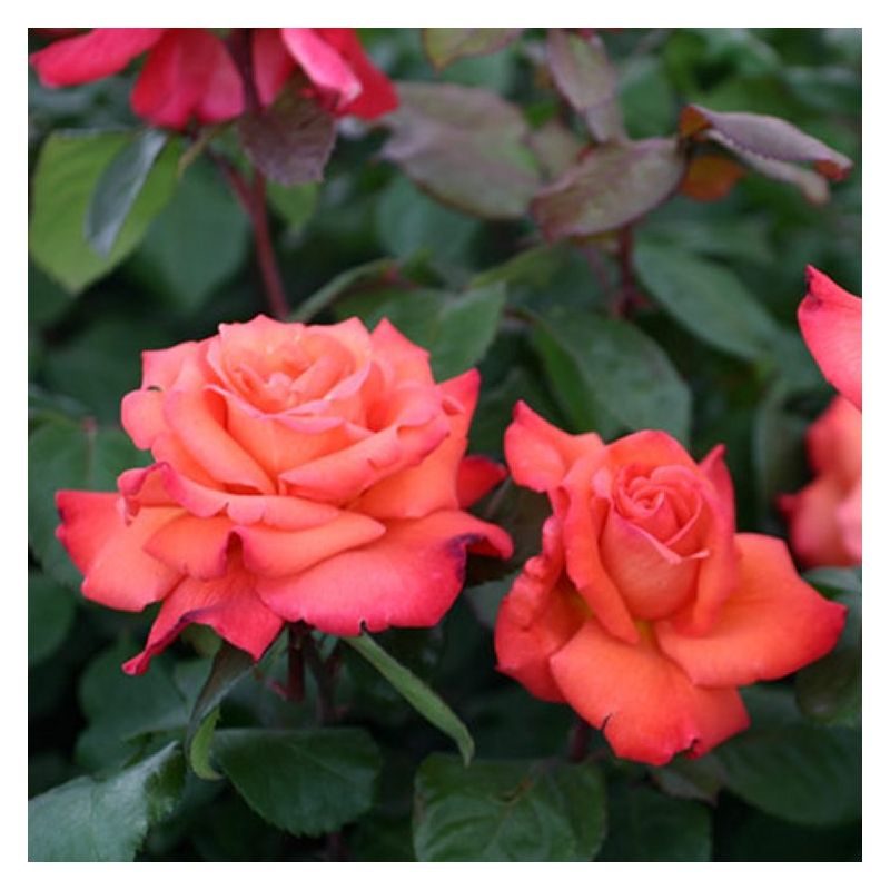 Pair of Large Standard Rose Trees Christopher Columbus