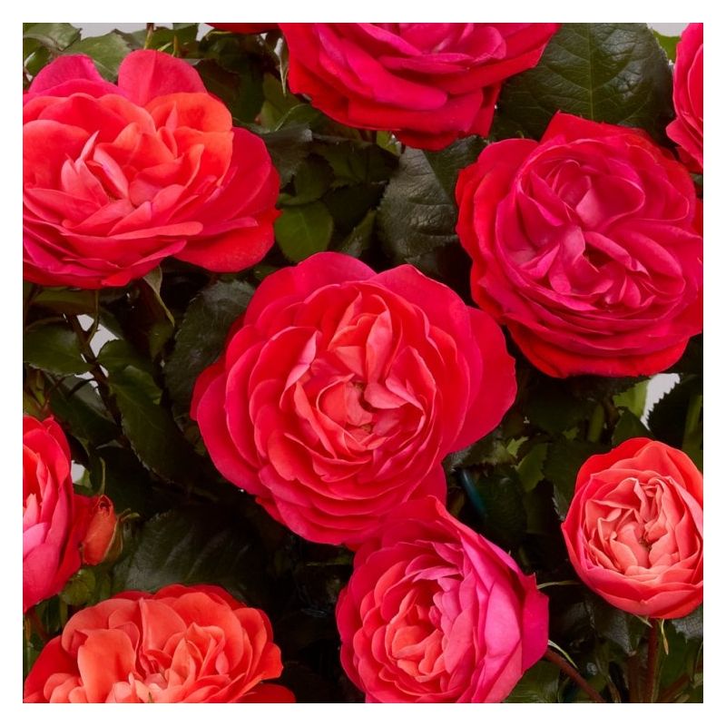 Pair of Mini Standard 'Dover' Flowering PATIO Rose Trees