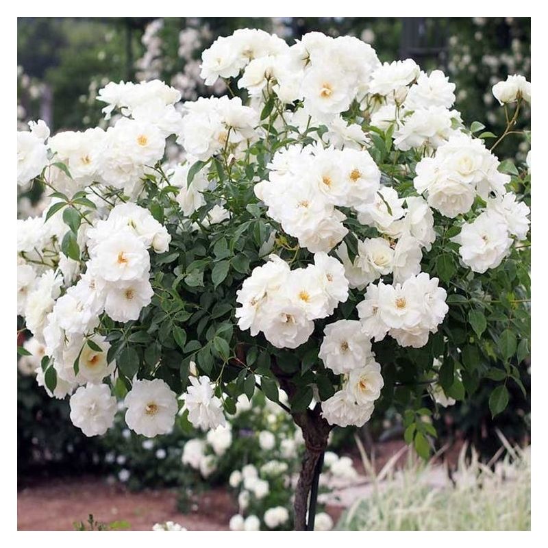 Large Standard Rose Tree - 'Edelweiss' Weeping Rose Tree