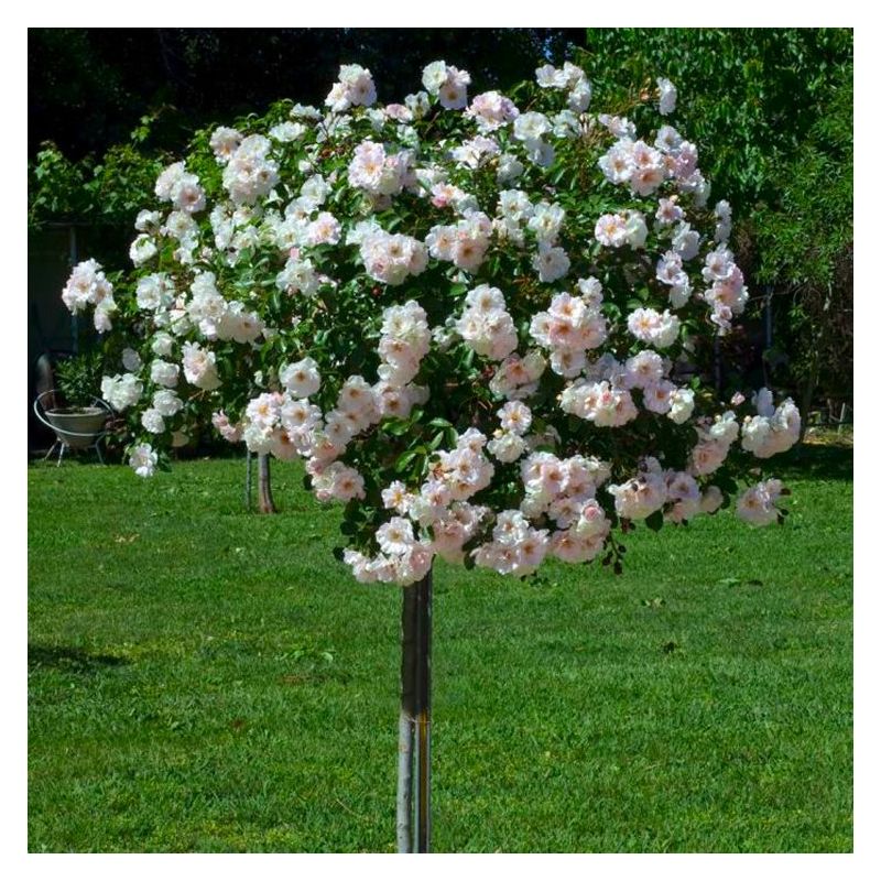 Pair of LARGE Standard Rose Trees - Lucky Dip Rose Selection